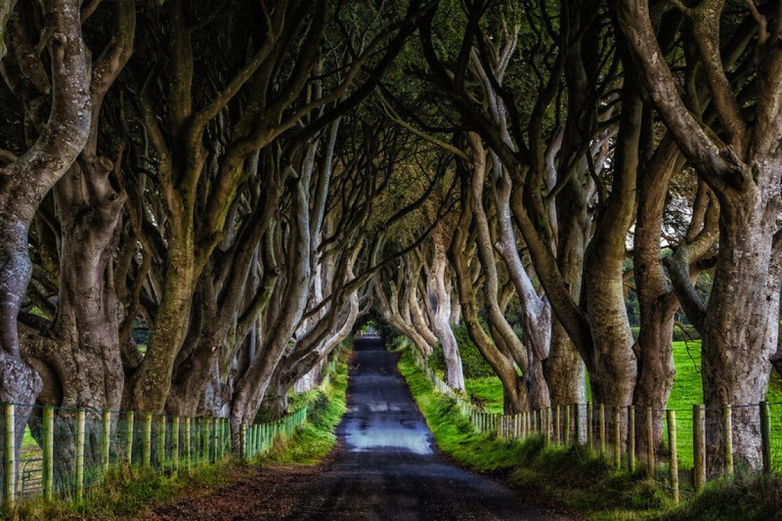 Vẻ đẹp huyền bí của hàng cây Dark Hedges trong Game of Thrones - BlogAnChoi