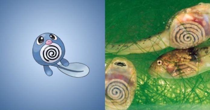 Cùng đi săn phiên bản thật của các Pokemon nào! - BlogAnChoi