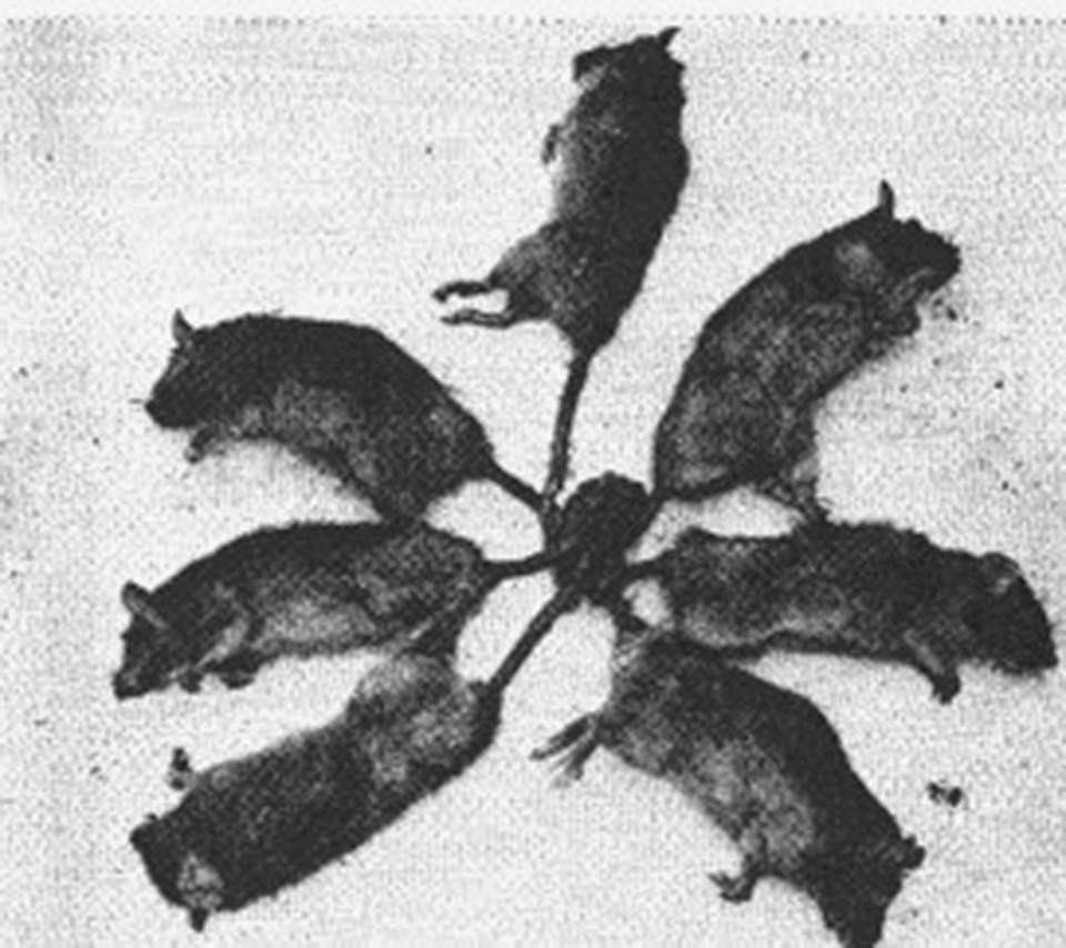 10 trang Wikipedia sẽ khiến bạn rùng mình - bloganchoi.com