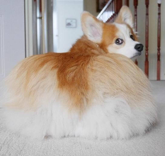 Những hình ảnh cực đáng yêu của thiên hạ đệ nhất mông - chó Corgi ...