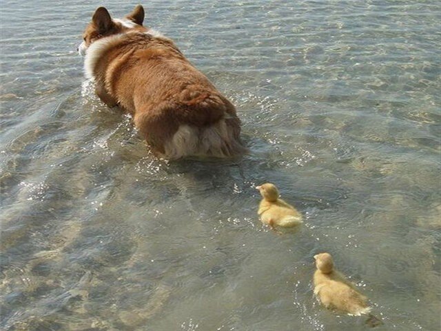 Những hình ảnh cực đáng yêu của thiên hạ đệ nhất mông - chó Corgi ...