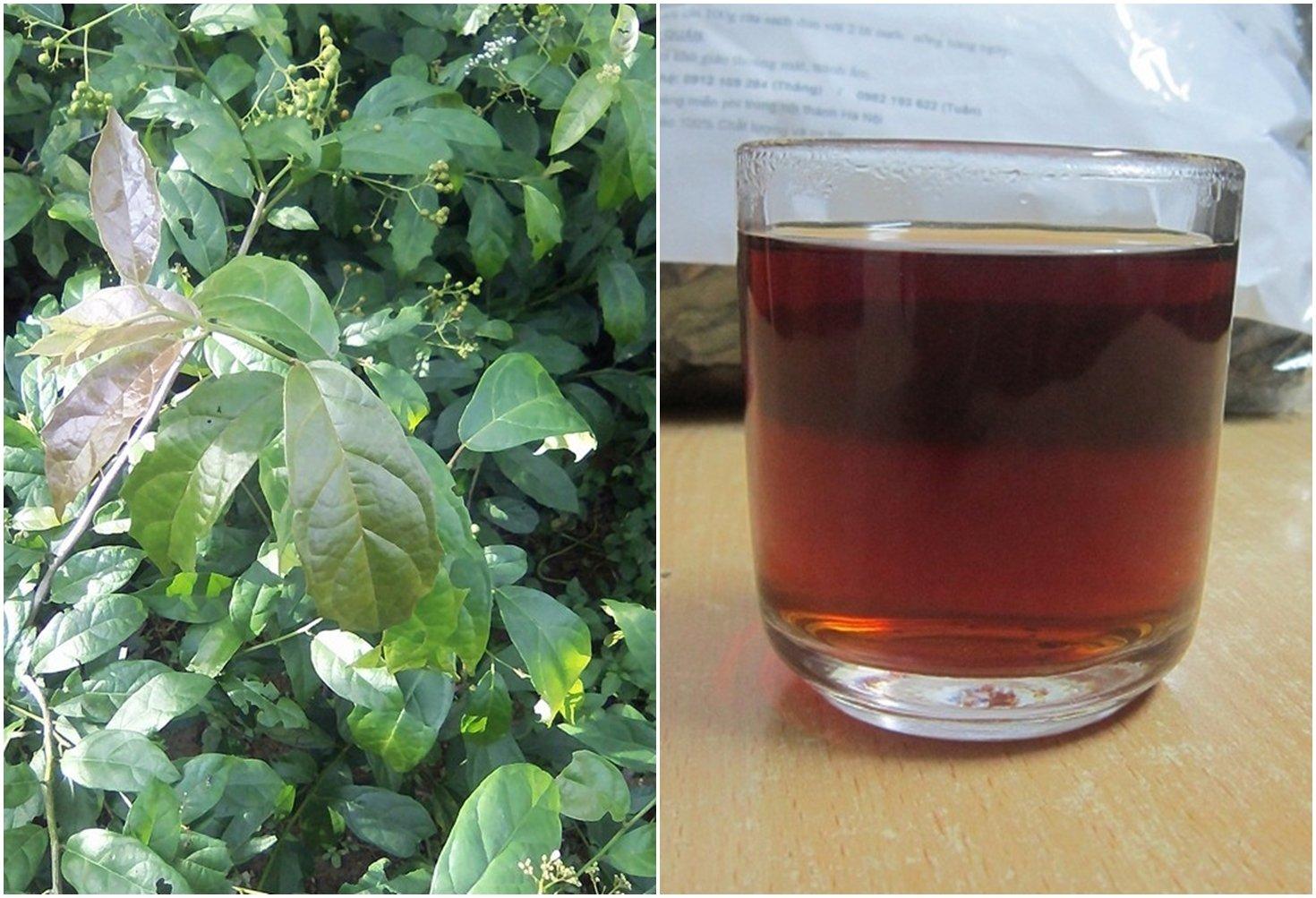 Cây xạ đen và tất cả những điều cần biết: Đặc điểm, công dụng, cách ...