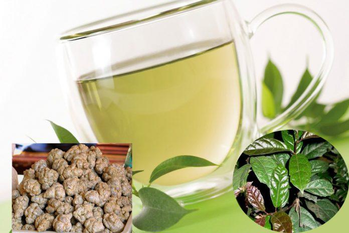 Cây xạ đen và tất cả những điều cần biết: Đặc điểm, công dụng, cách ...