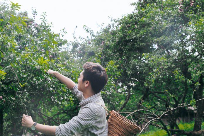 Ta có hẹn với Mộc Châu mùa mận chín - BlogAnChoi