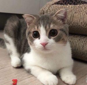 PETPINK: Những điều thú vị về gia đình mèo của Lisa (BLACKPINK) mà fan ...