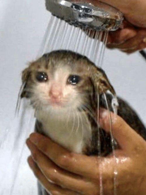 Meme là gì? 300+ meme hài, chất nhất quả đất để bạn comment dạo thả ga ...