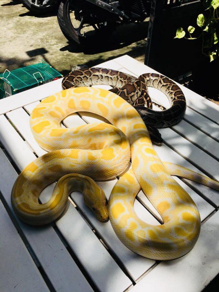 Top 10 quán cafe thú cưng siêu dễ thương & hot nhất tại Sài Gòn ...