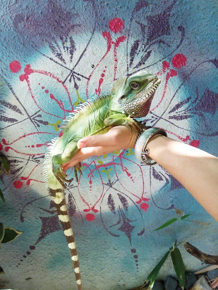 Top 10 quán cafe thú cưng siêu dễ thương & hot nhất tại Sài Gòn ...