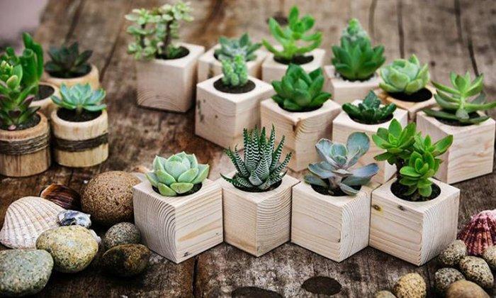 Sen đá và những sự thật đáng kinh ngạc về loài cây tưởng yếu đuối mong ...