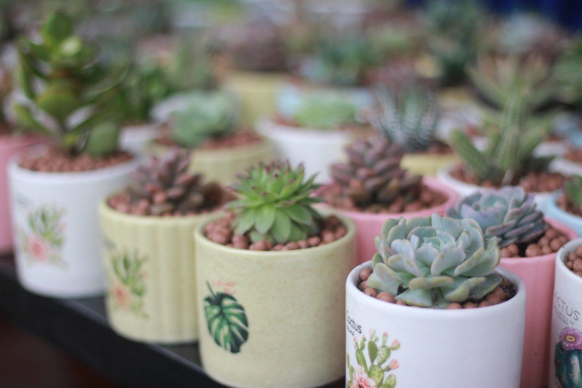 Sen đá và những sự thật đáng kinh ngạc về loài cây tưởng yếu đuối mong ...