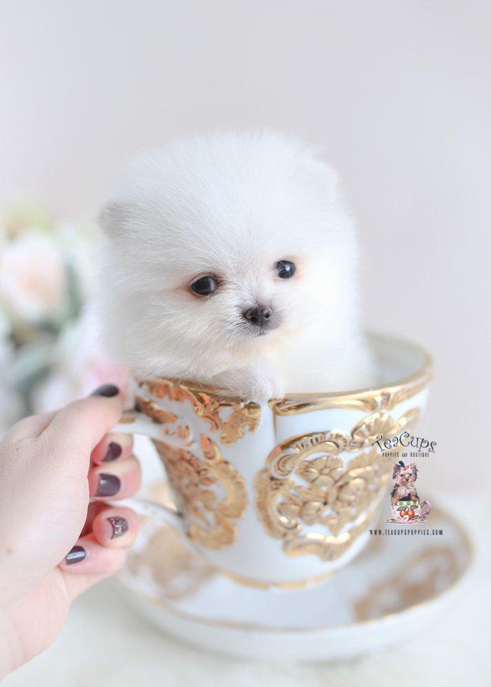 6 giống chó Teacup nhỏ xinh lọt thỏm trong tách trà khiến bạn nhìn là ...