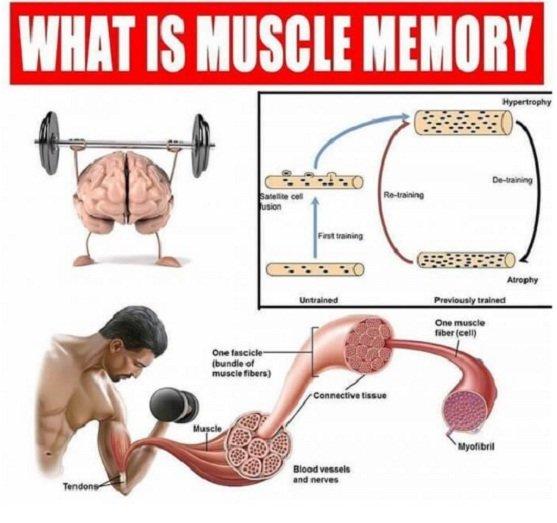 Muscle memory - Hiện tượng lạ lùng khi cơ bắp cũng có não! - BlogAnChoi