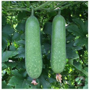 4 cách nấu nước bí đao hạt chia, trà sữa bí đao ngon bổ rẻ, giải nhiệt ...