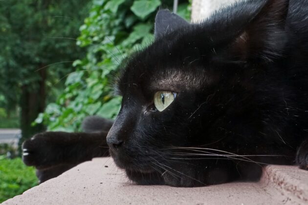 Mèo đen xui xẻo và những điều mê tín khác về các boss - BlogAnChoi