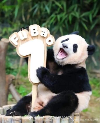 Những bài hát độc quyền của idol đỉnh lưu Panda-biz Fubao - BlogAnChoi