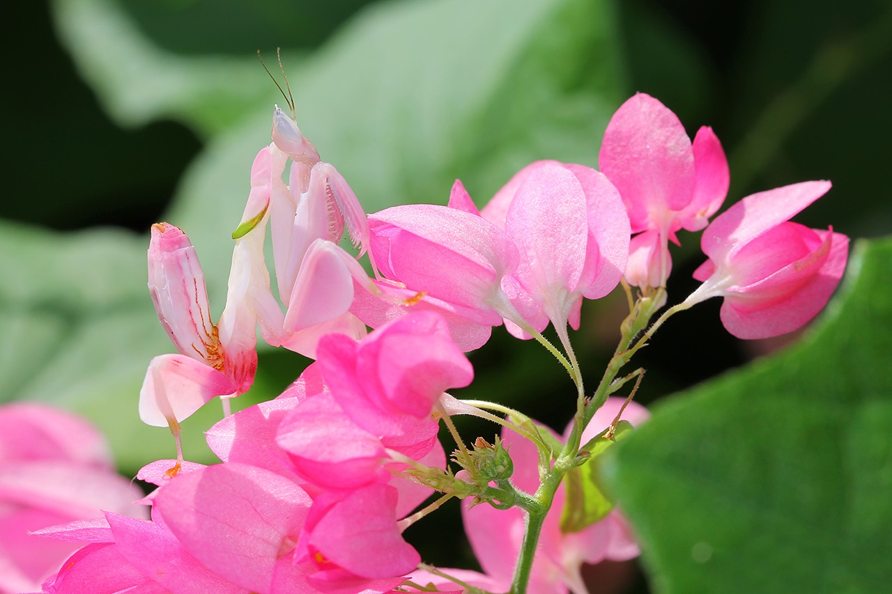 7 sự thật thú vị về bọ ngựa: Bạn đã biết? - BlogAnChoi